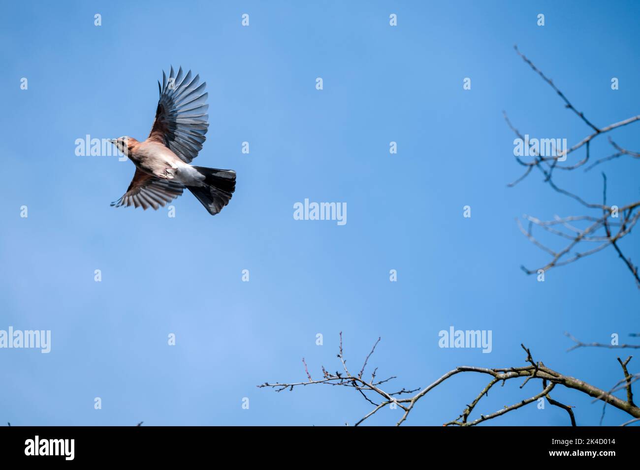 A beautiful low angle shot of a bird of Eurasian jay flying from tree ...