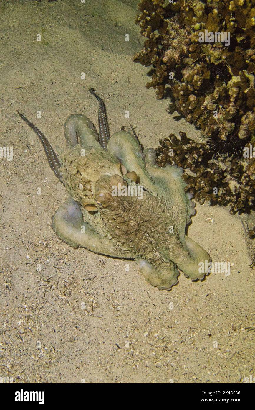 Common octopus at night hi-res stock photography and images - Alamy
