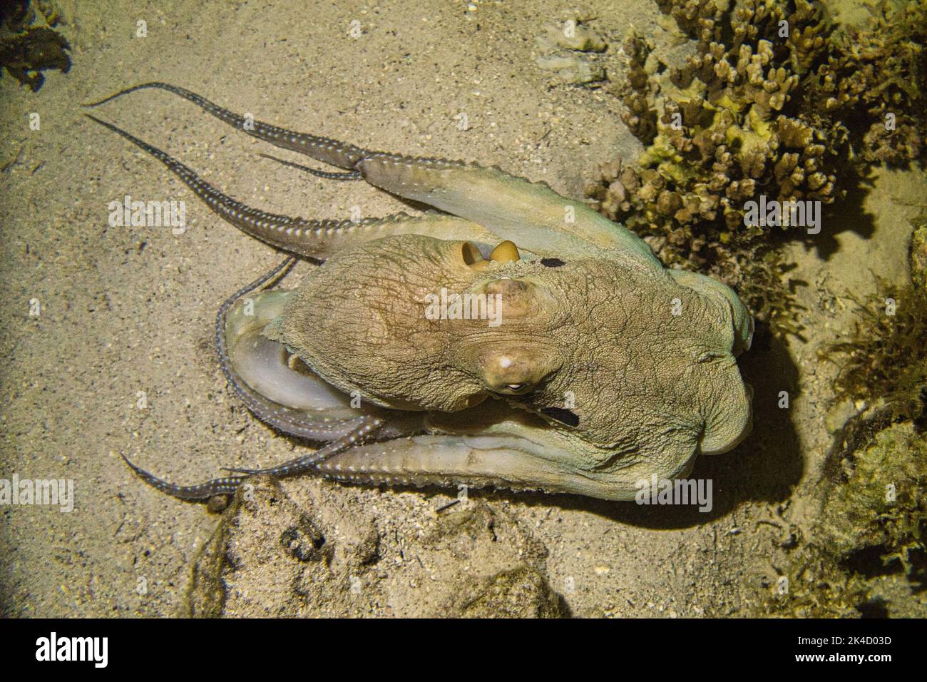 Common octopus at night hi-res stock photography and images - Alamy