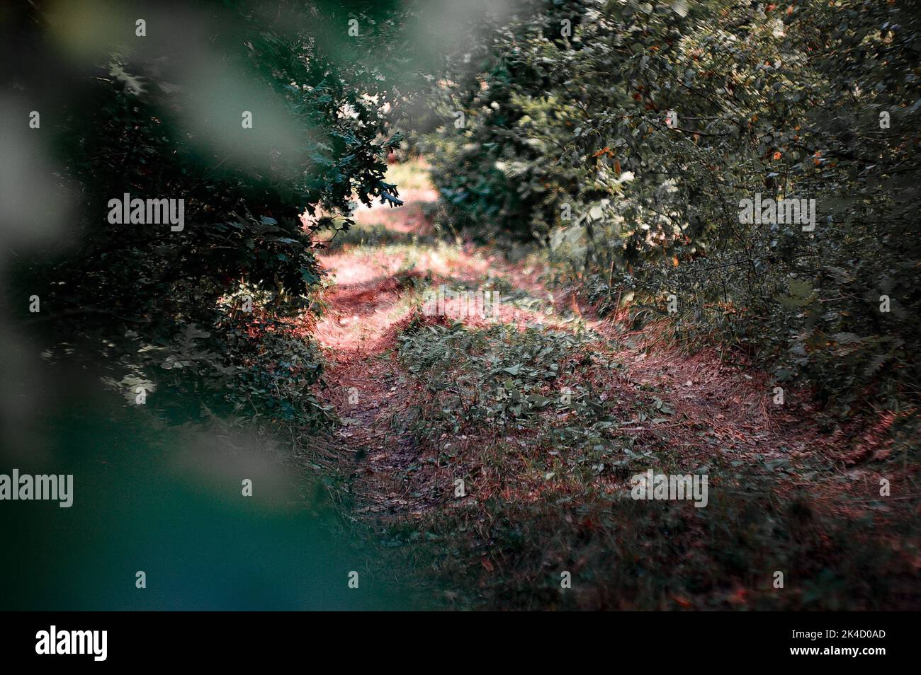 Closeup shot narrow pathway hi-res stock photography and images - Alamy
