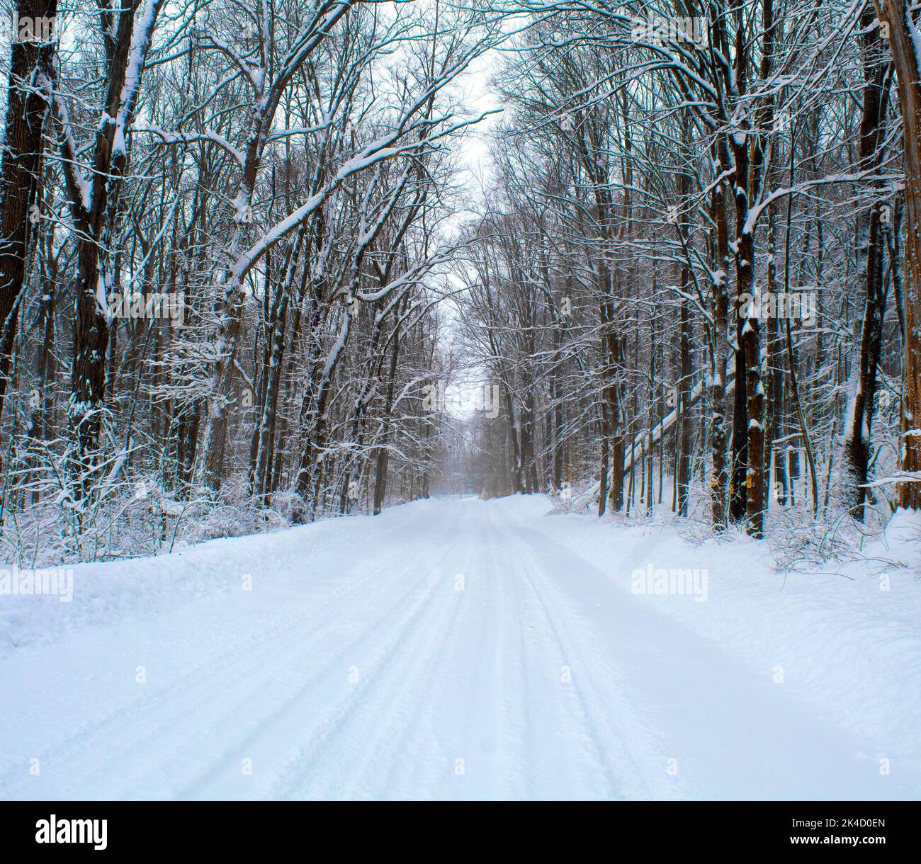Closeup shot pathway surrounded hi-res stock photography and images - Alamy