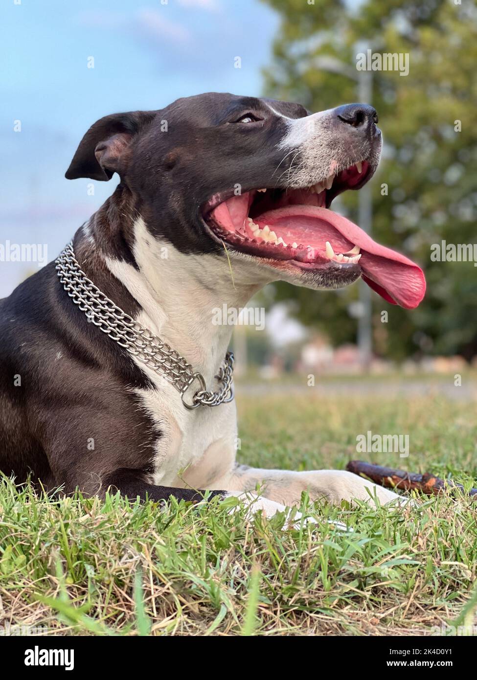 American staffordshire terrier teeth hi-res stock photography and ...