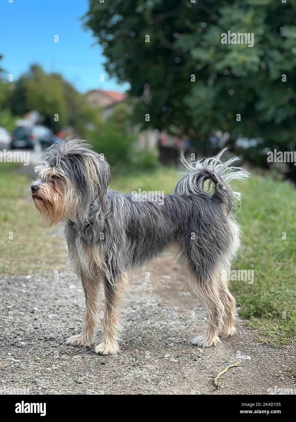 Yorki hi-res stock photography and images - Alamy