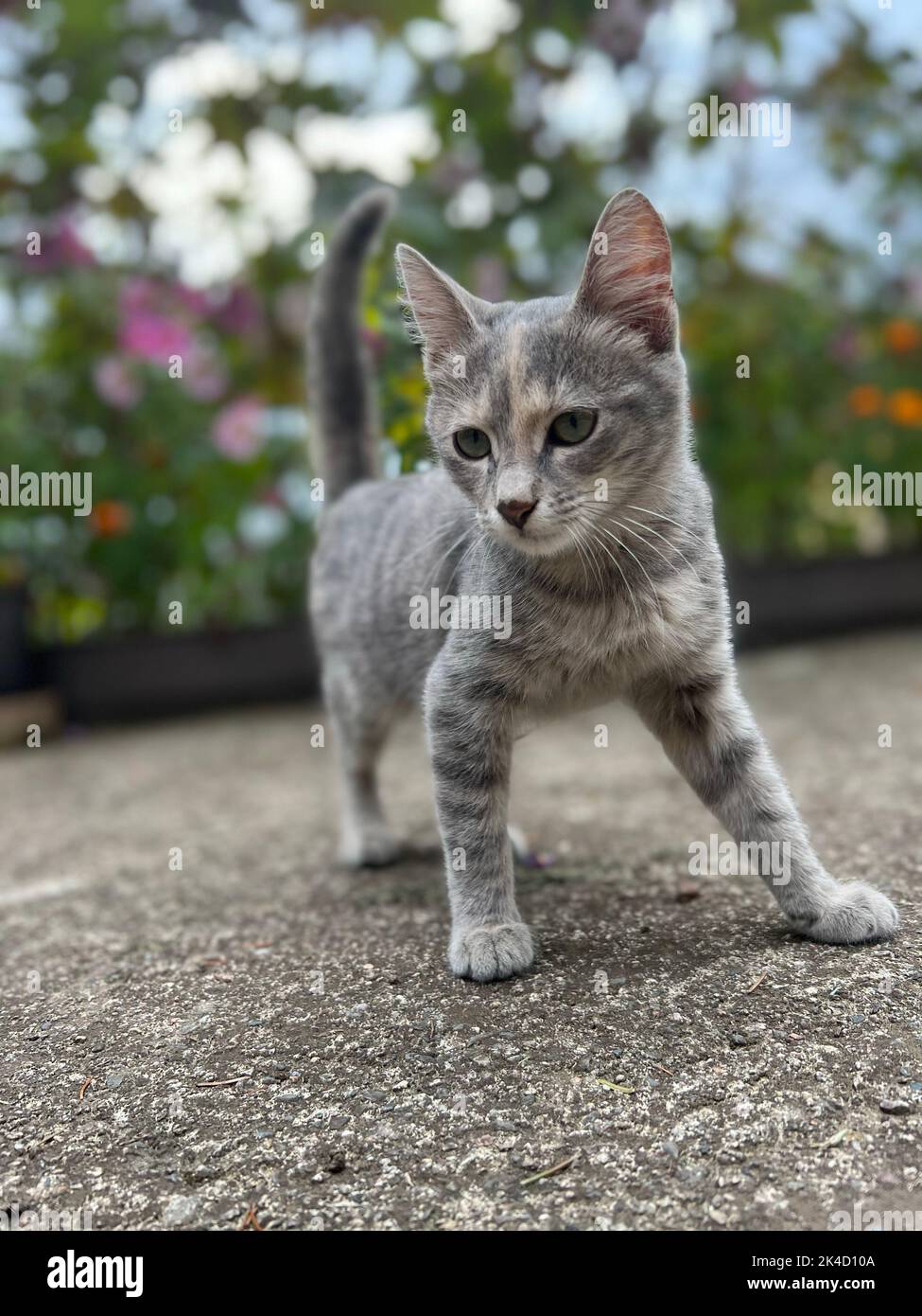 A vertical of an adorable little grey cat captured outdoors in closeup ...