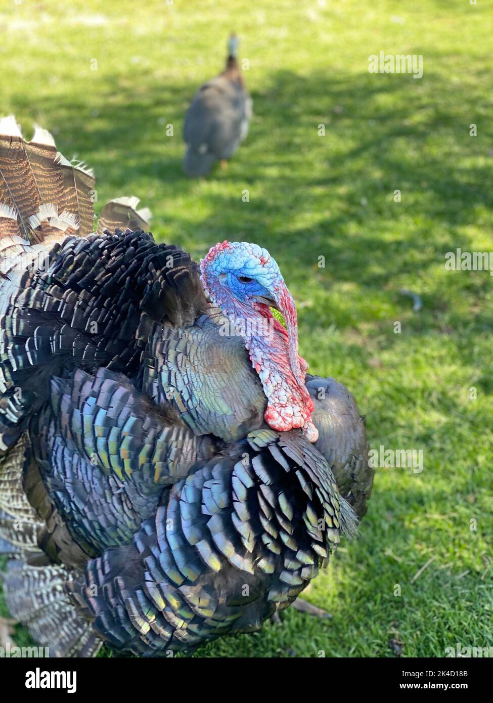Vertical shot wild turkey hi-res stock photography and images - Alamy