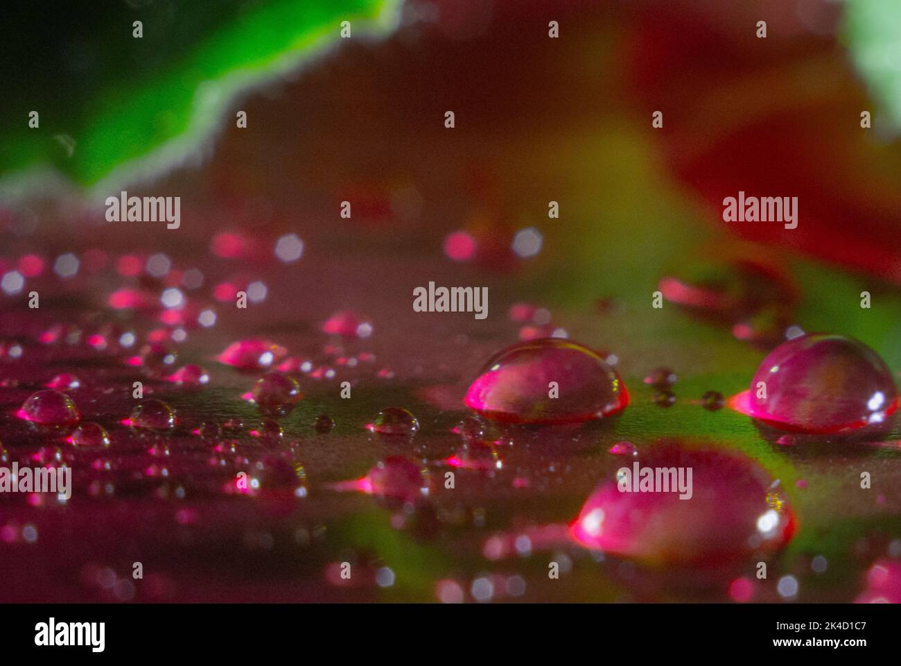 A macro shot of beautiful pink abstract water drops for background and ...