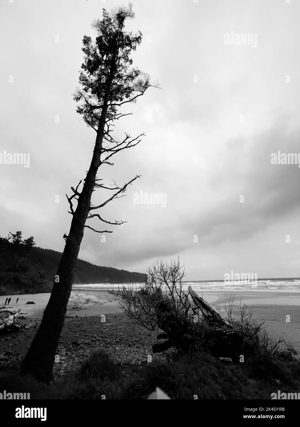 A grayscale shot of a lonely tree overlooking low sea tides under a ...