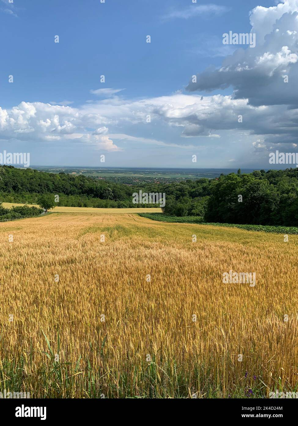 An aerial view of greenery field surrounded by dense trees Stock Photo ...