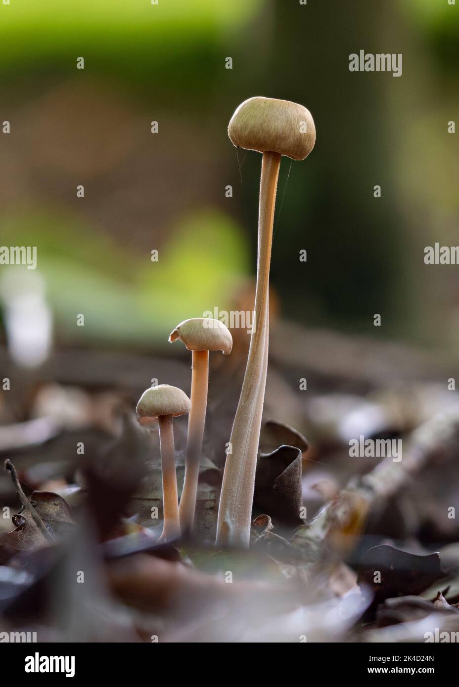 The Liberty cap or Psilocybe semilanceata genus mushrooms in the forest ...