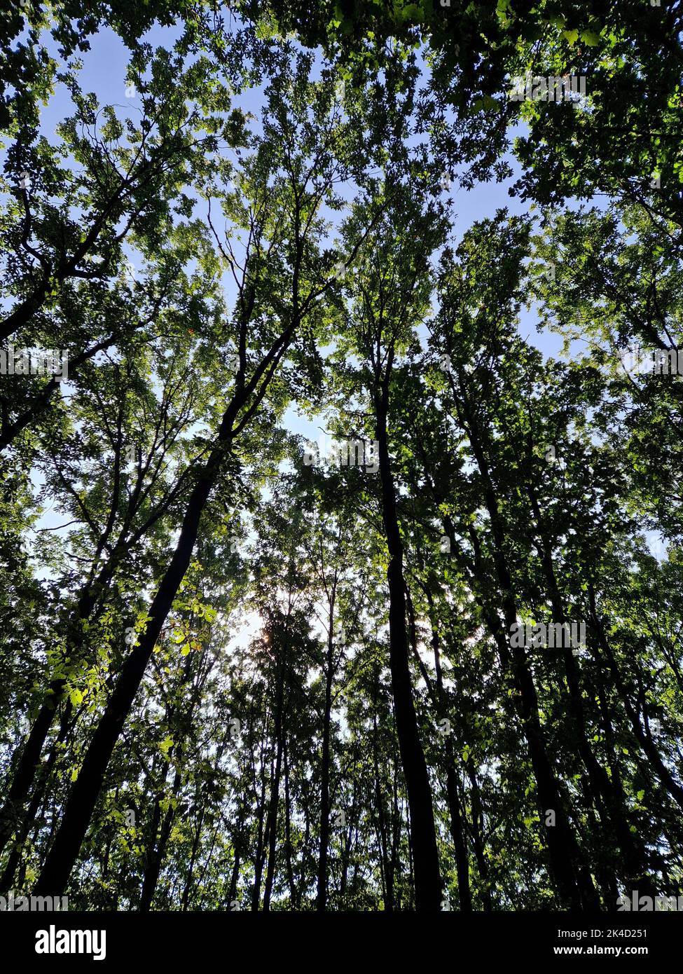 A low angle shot of growing lush trees in forest Stock Photo - Alamy
