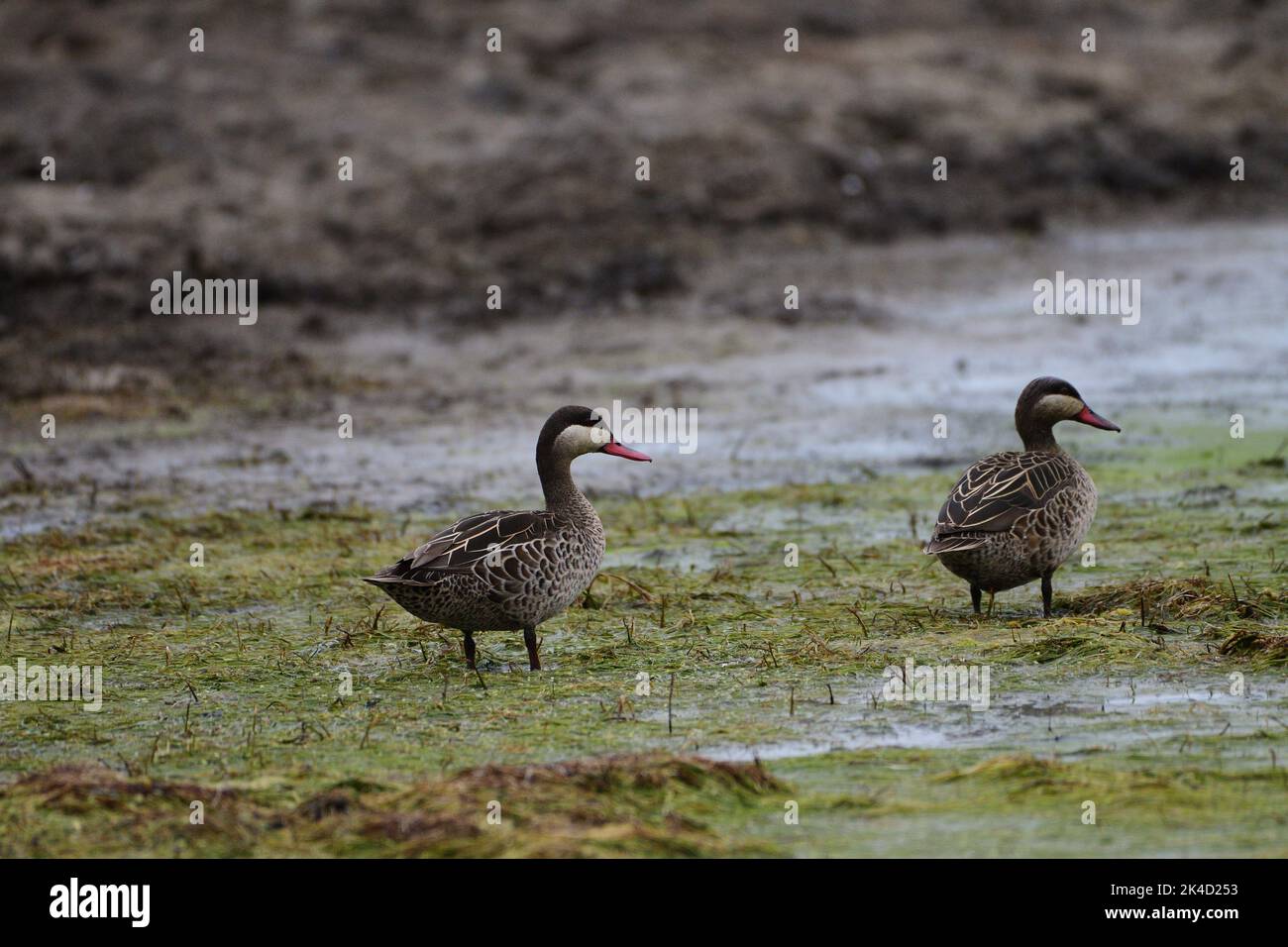 Two ducks in the pond covered with moss Stock Photo - Alamy