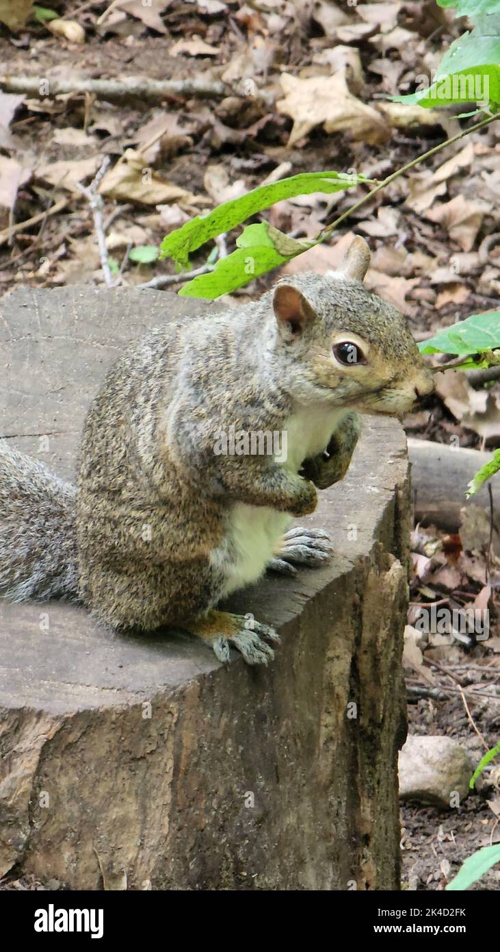 A vertical shot of a squirrel on a tree stump Stock Photo - Alamy