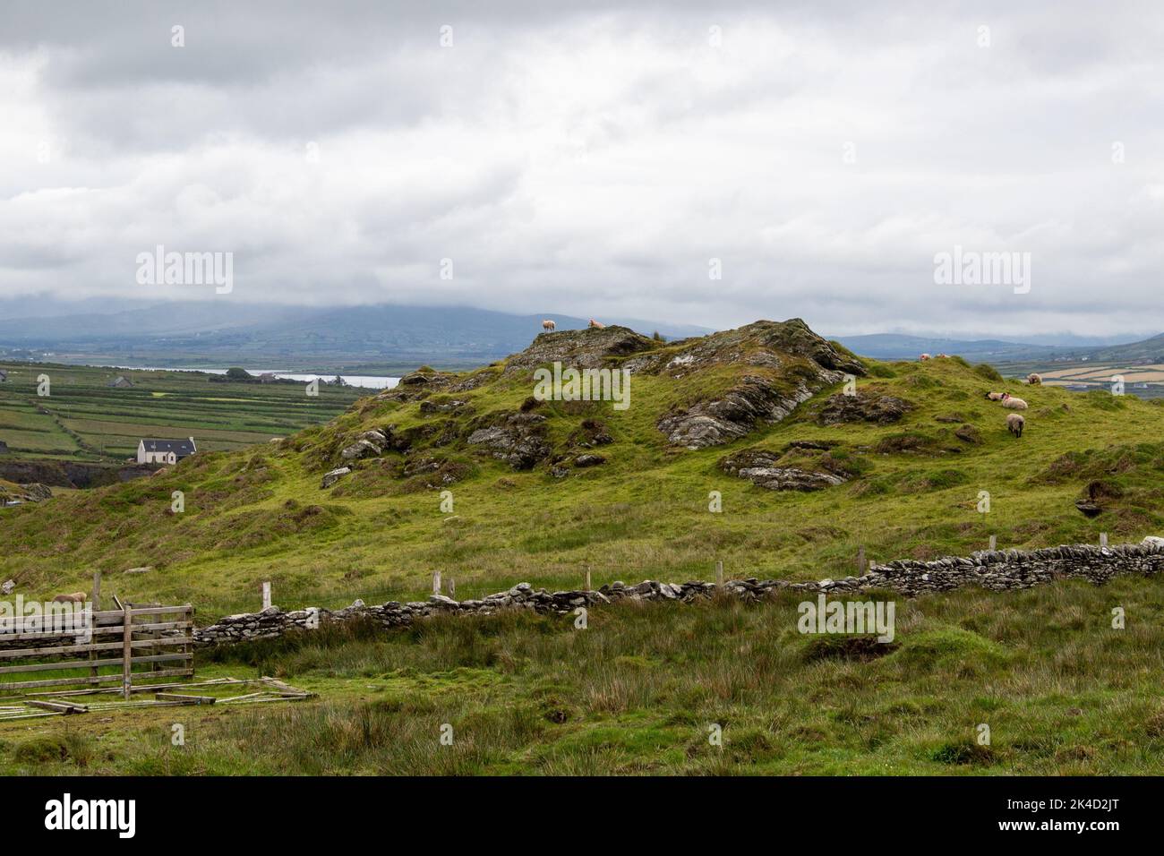 A beautiful shot of the hillside to Bray Head on Ireland's Valentia ...