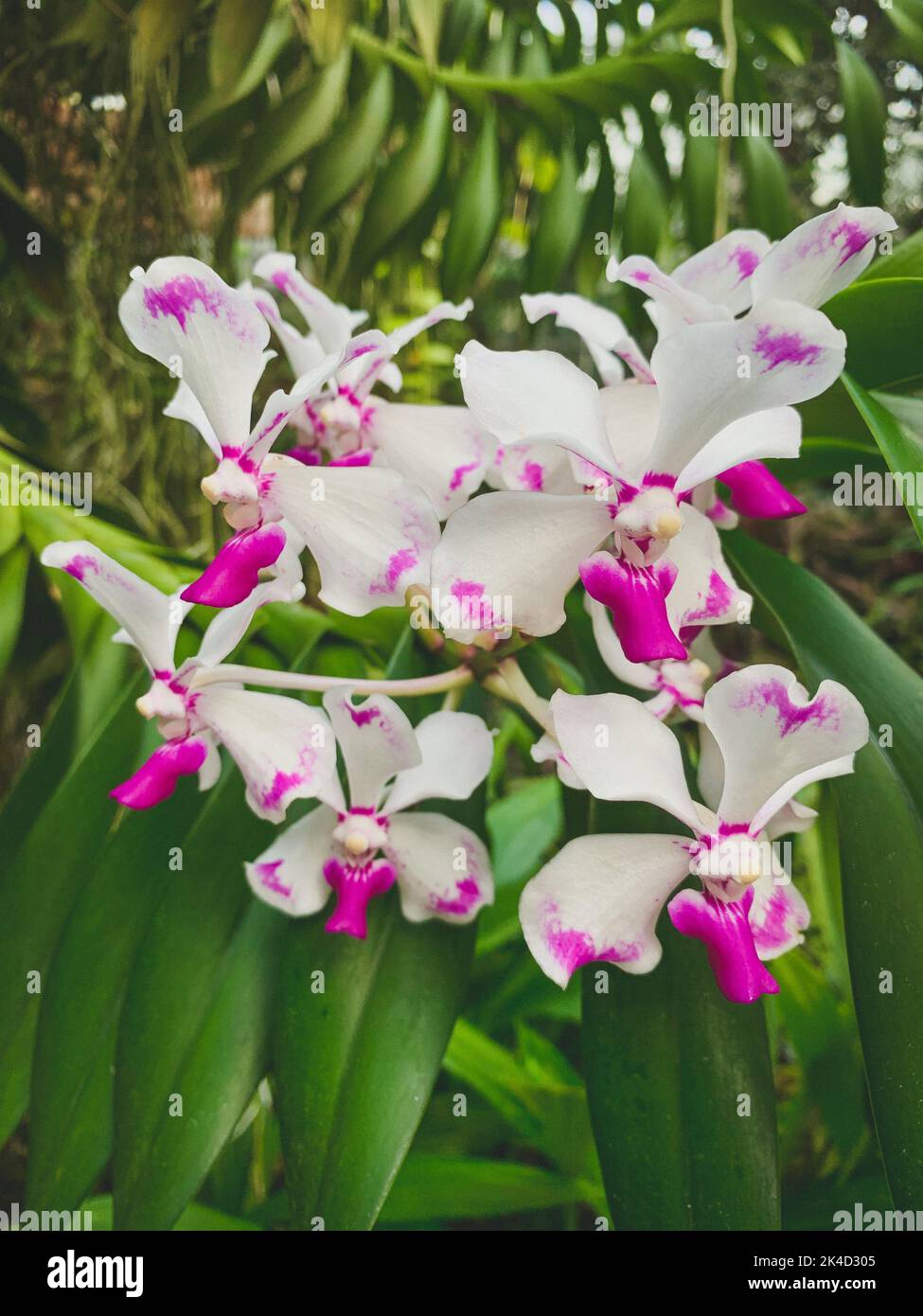 A vertical shot of beautiful pink and white Vanda luzonica flowers ...