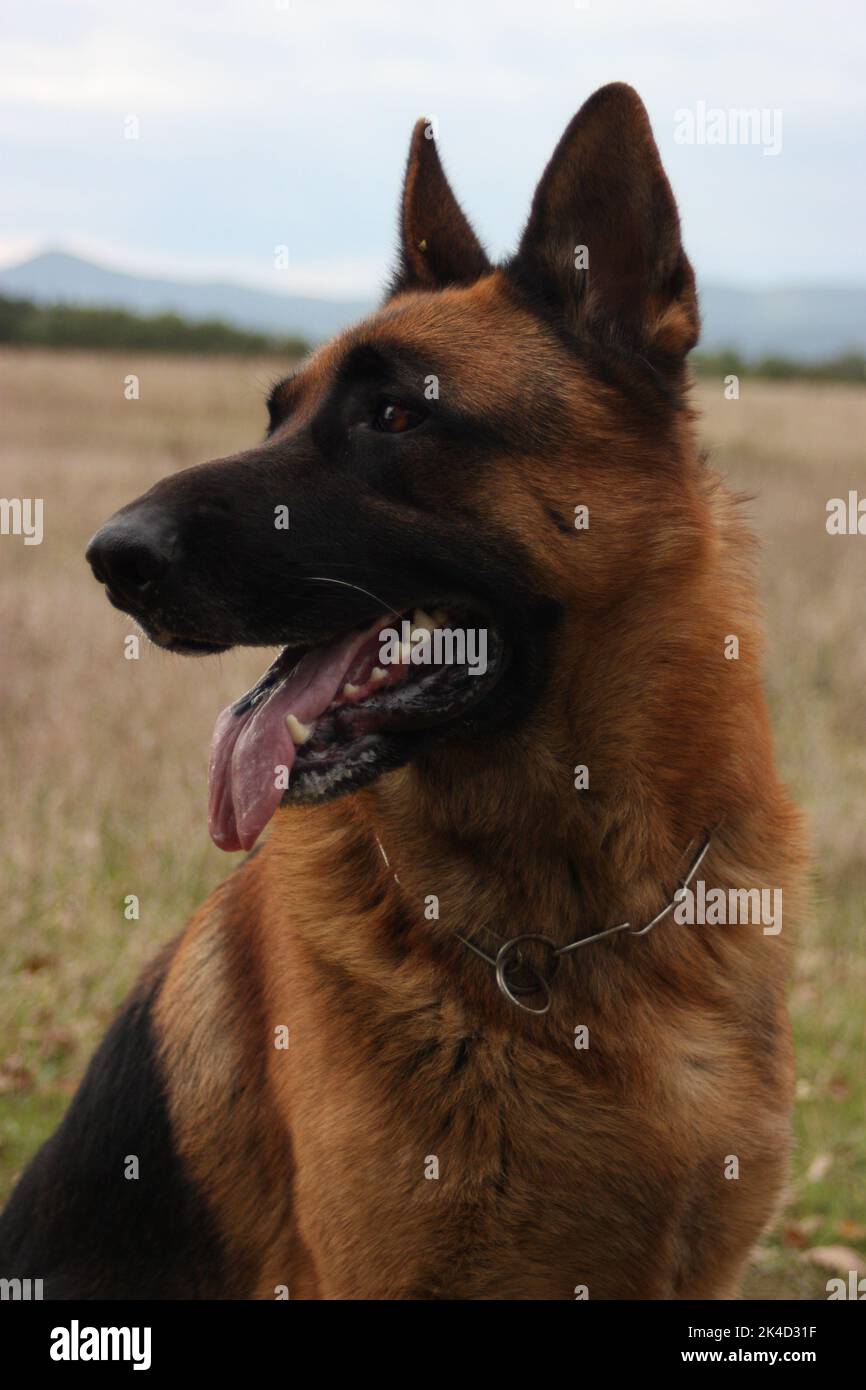 A portrait of an Old German Shepherd Dog looking side Stock Photo - Alamy