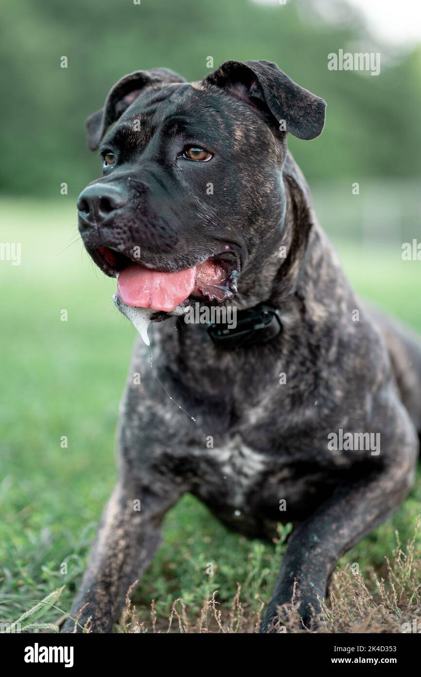 A closeup of a beautiful Italian mastiff puppy with a long stuck-out ...