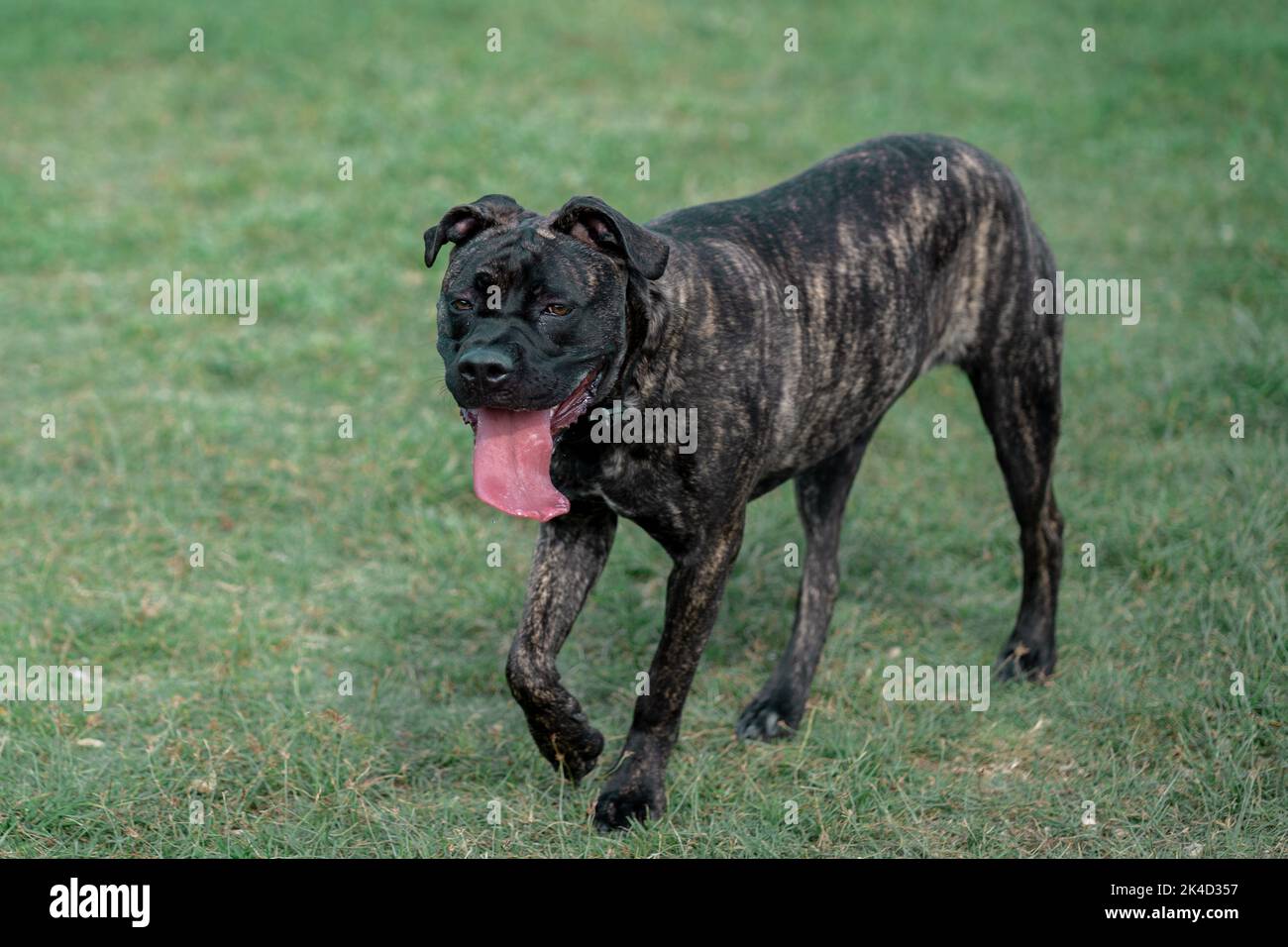A closeup of a beautiful Italian mastiff puppy with a long stuck-out ...