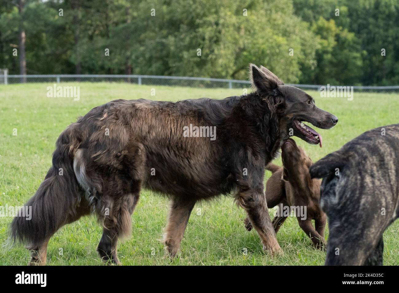 A cute group of puppies and dogs playing together in a sunny green ...