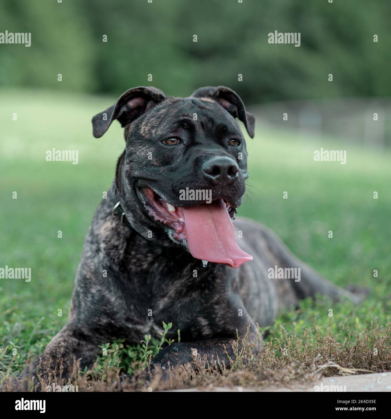 A closeup of a beautiful Italian mastiff puppy with a long stuck-out ...
