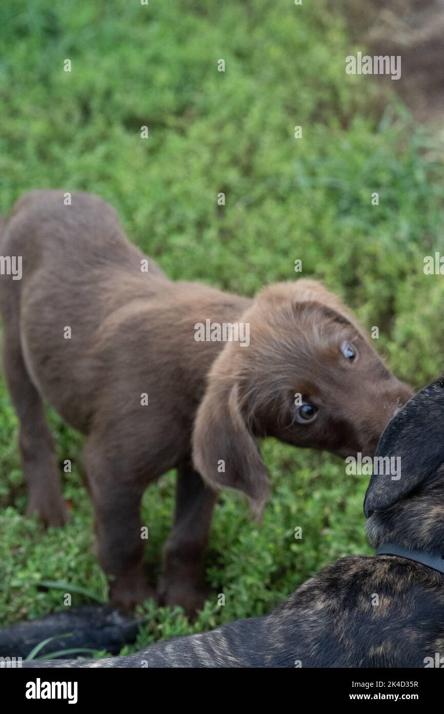 A vertical shot of a cute little brown puppy dog playing outside in a ...