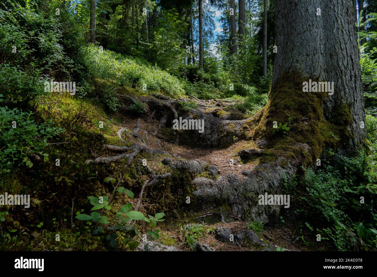 A beautiful view of a big tree and its roots in the forest Stock Photo ...