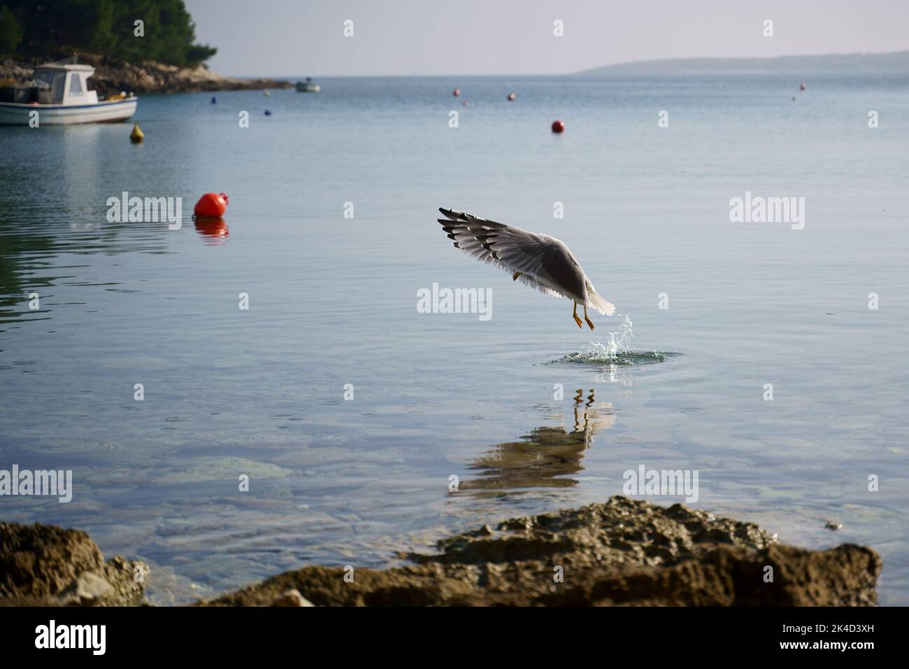 A seagull (Larinae) taking off of the sea with a boat in the background ...