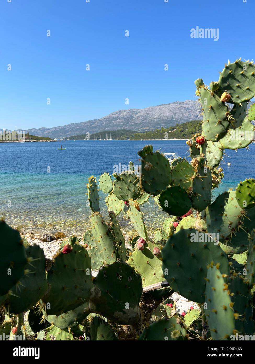 A vertical shot of cacti on the beach in Korcula Island, Croatia Stock ...