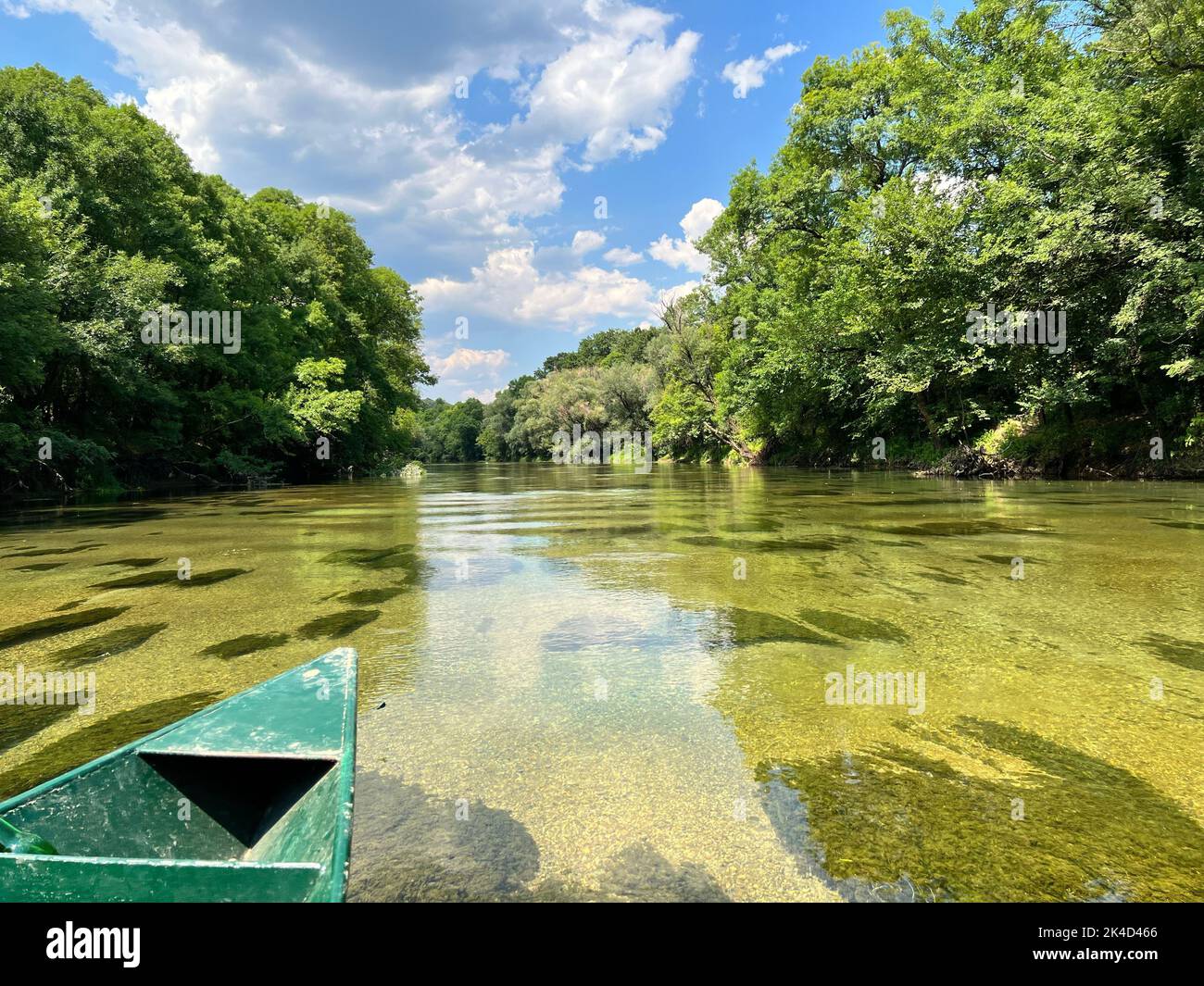 A beautiful view of a river in the forest with trees and greenery ...