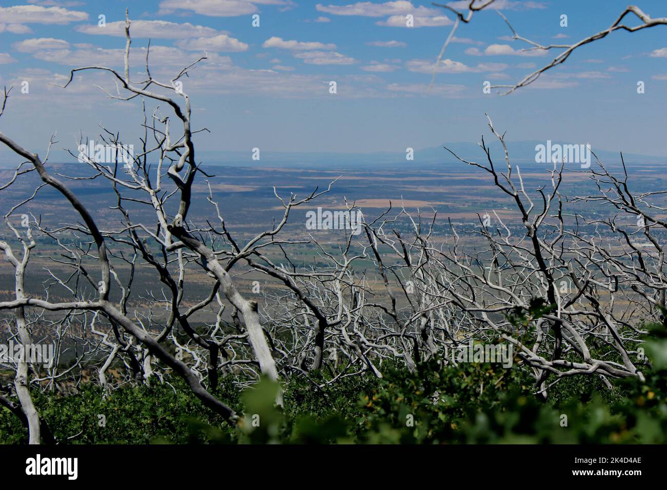 A beautiful shot of the leafless trees sticking out from vibrant green ...
