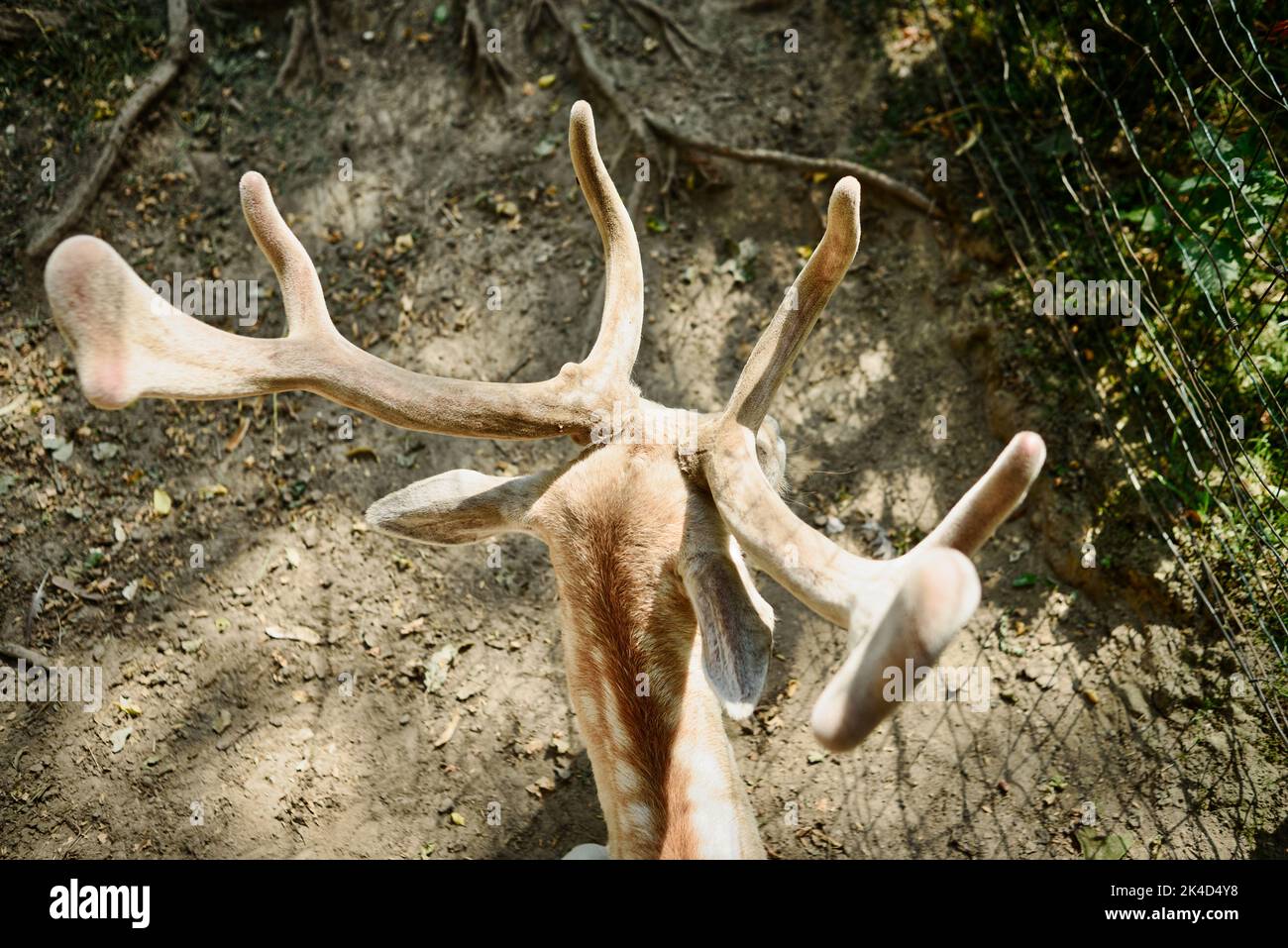 An overhead shot of a deer with beautiful antlers in a zoo Stock Photo ...