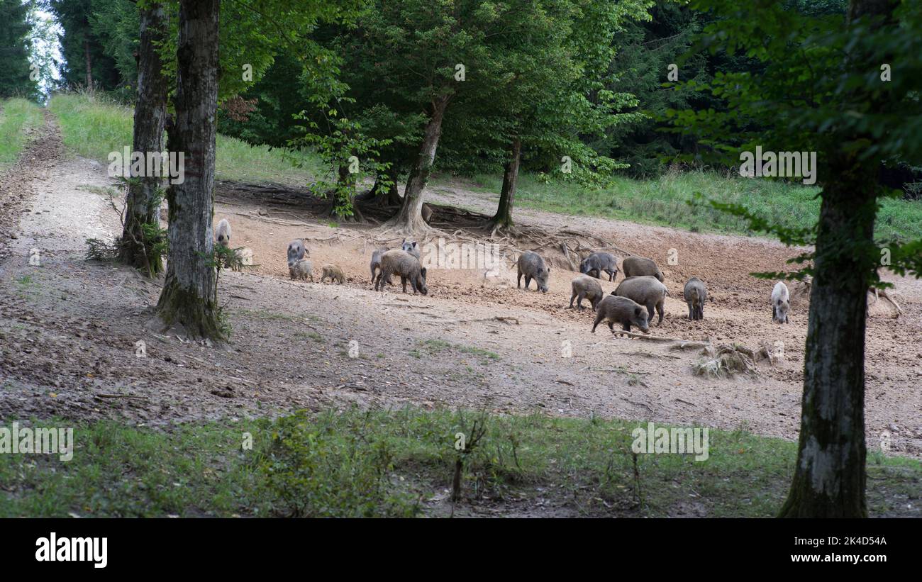 2022 Wild Boars near Denkendorf Stock Photo - Alamy