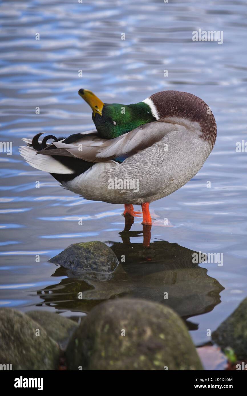 A vertical closeup of a duck stretching in lake Stock Photo - Alamy