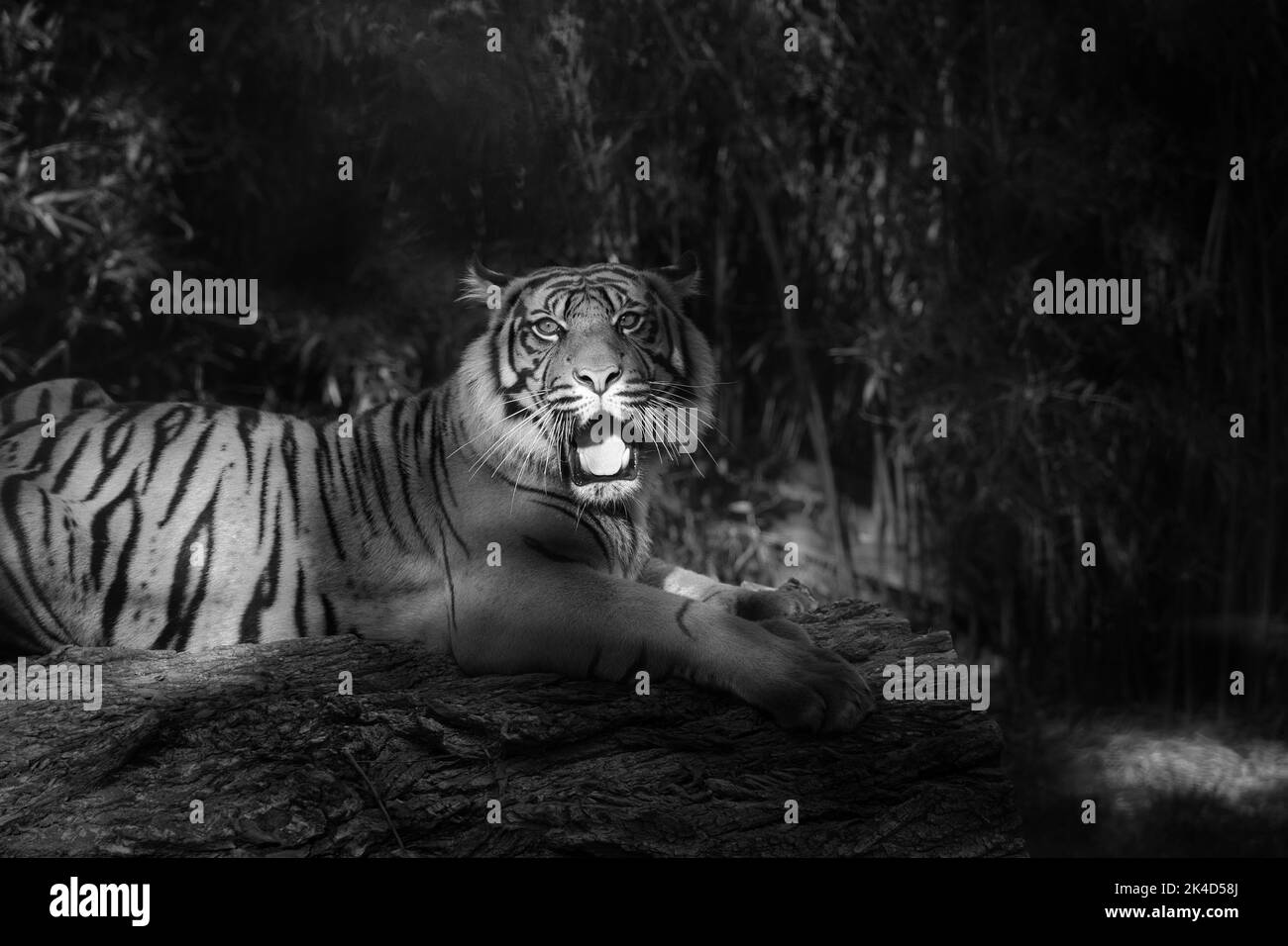 A grayscale shot of tiger at the zoo Stock Photo - Alamy