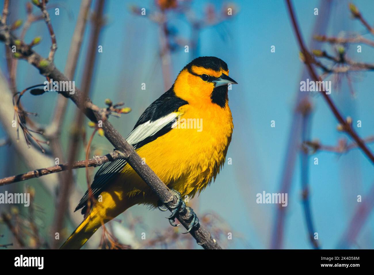 A closeup shot of a Bullock's oriole bird perched on a branch Stock ...