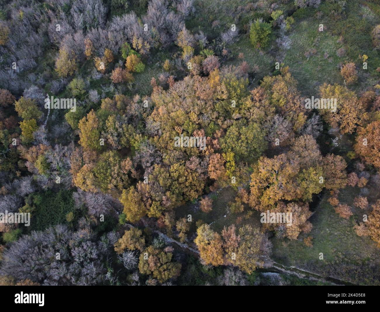 An aerial top view of autumn trees growing in a forest Stock Photo - Alamy