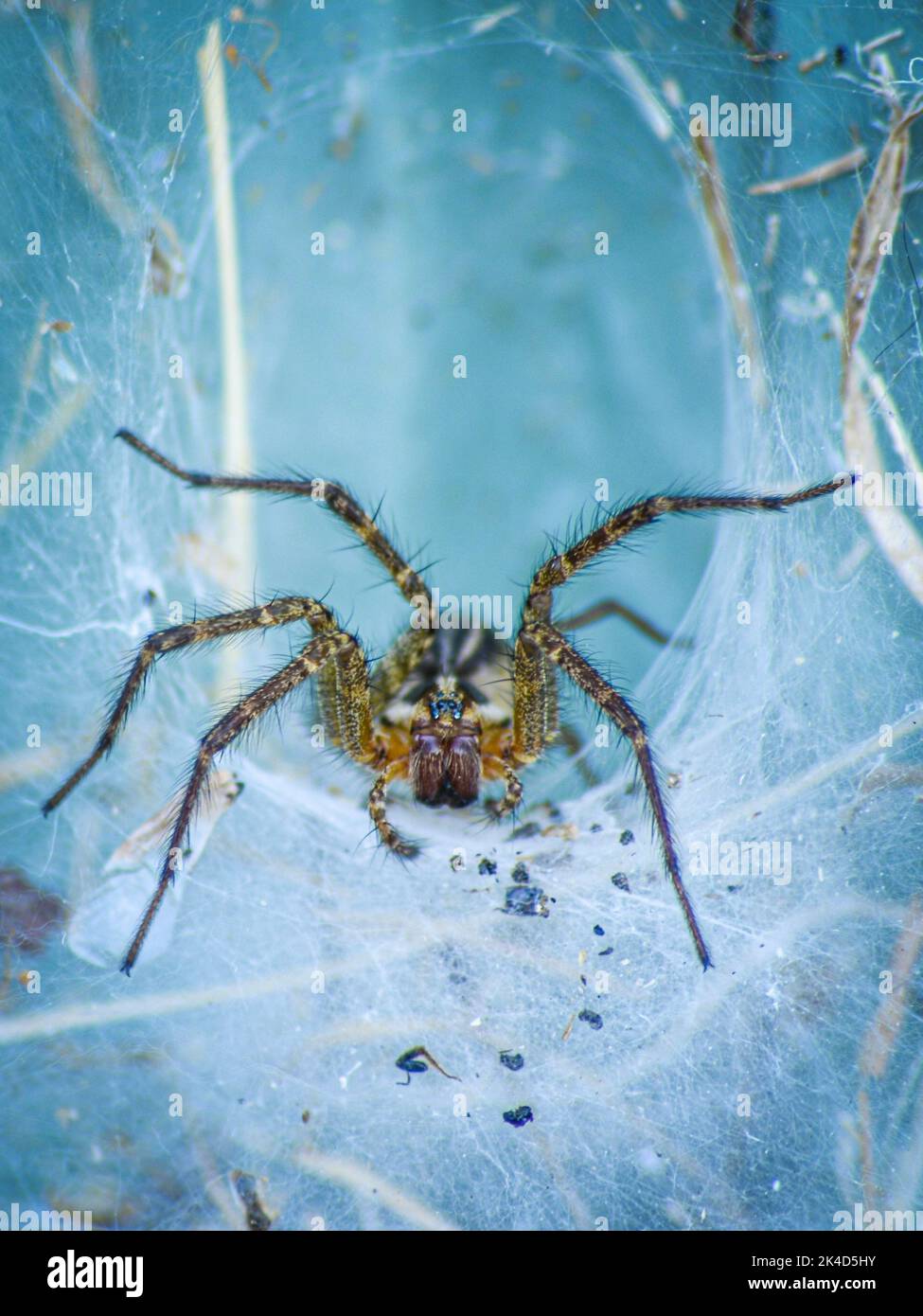 Barn funnel weaver spider hi-res stock photography and images - Alamy