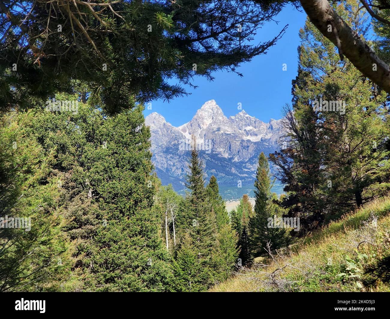 The Grand Teton view through trees from a distance Stock Photo - Alamy