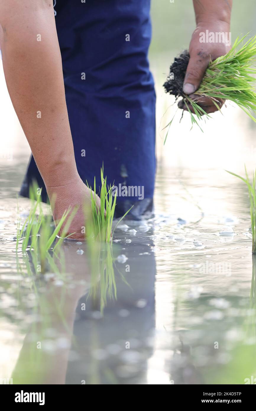 Farmer rice planting on water Stock Photo - Alamy