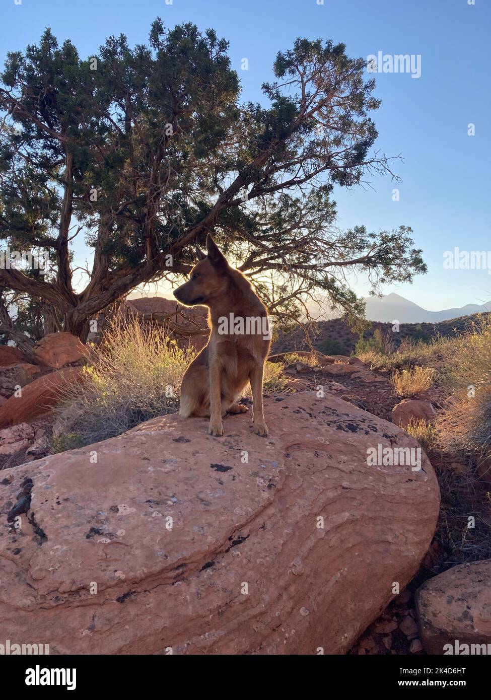 A vertical shot of a German Shepherd on a massive rock Stock Photo - Alamy