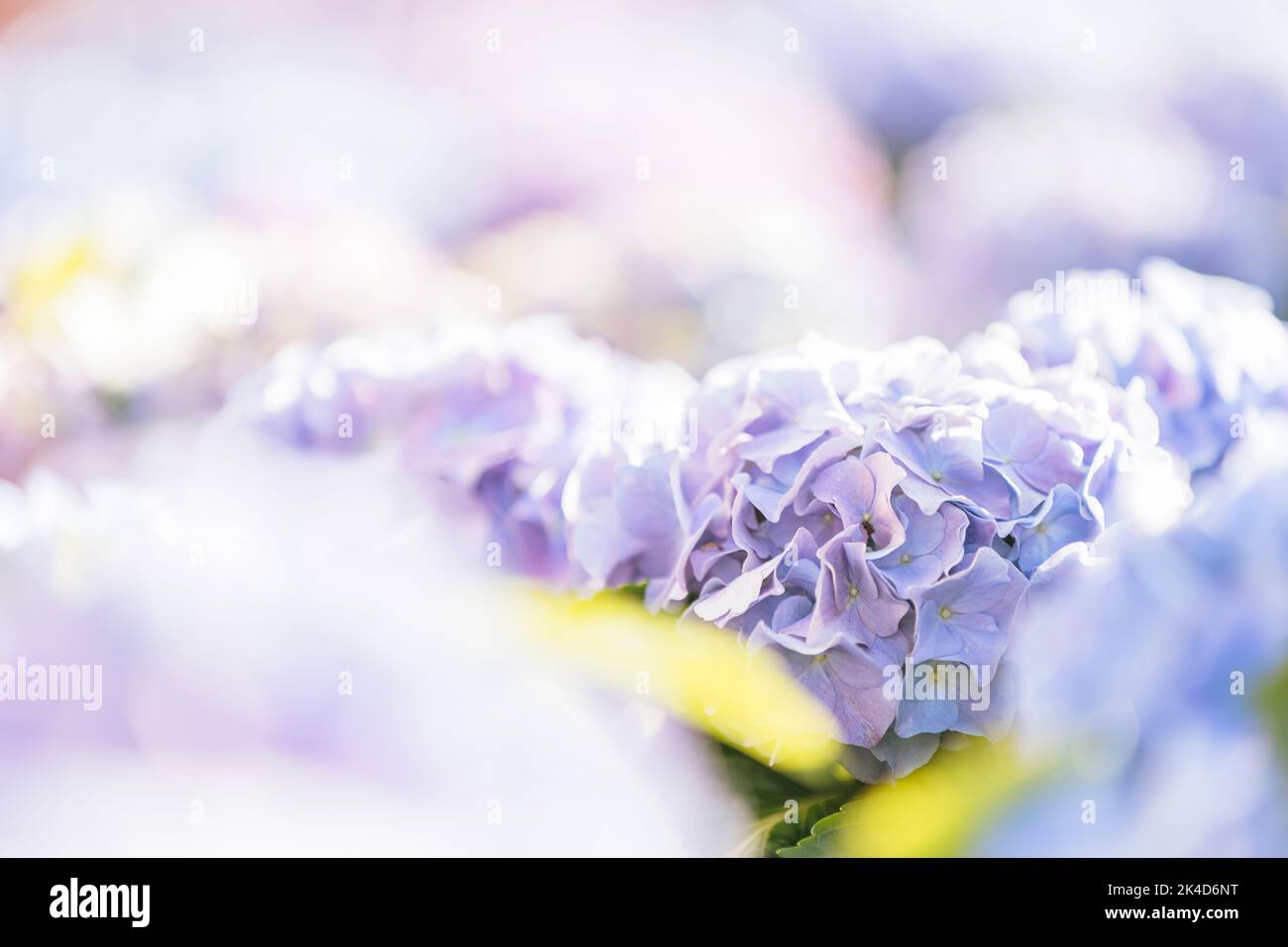 Hydrangea flower in close up with sunlight Stock Photo - Alamy
