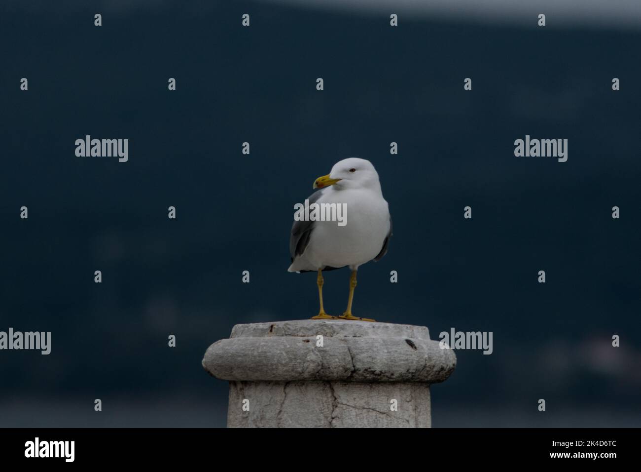 Vertical shot seagull sitting hi-res stock photography and images - Alamy