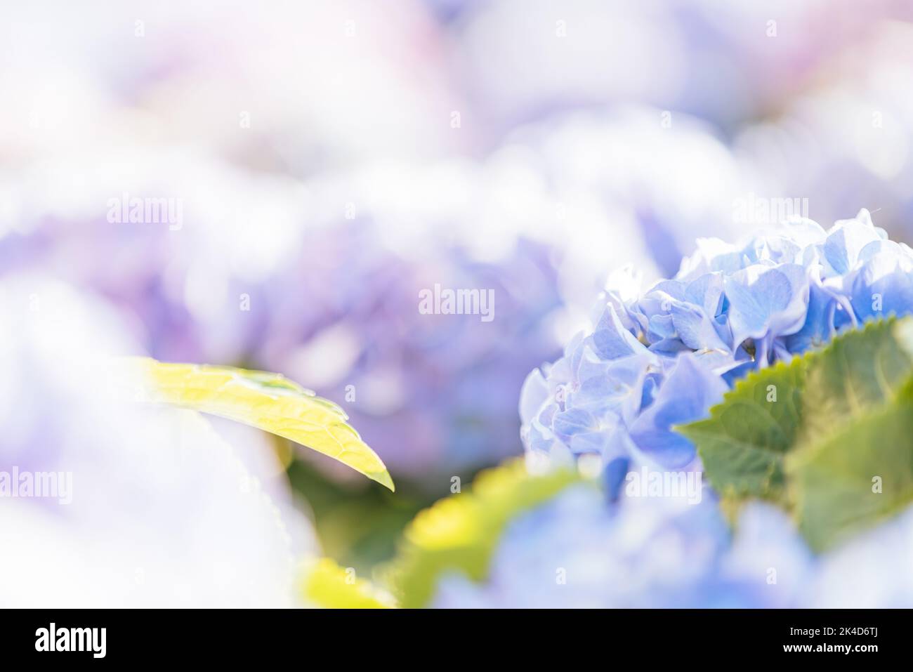 Hydrangea flower in close up with sunlight Stock Photo - Alamy