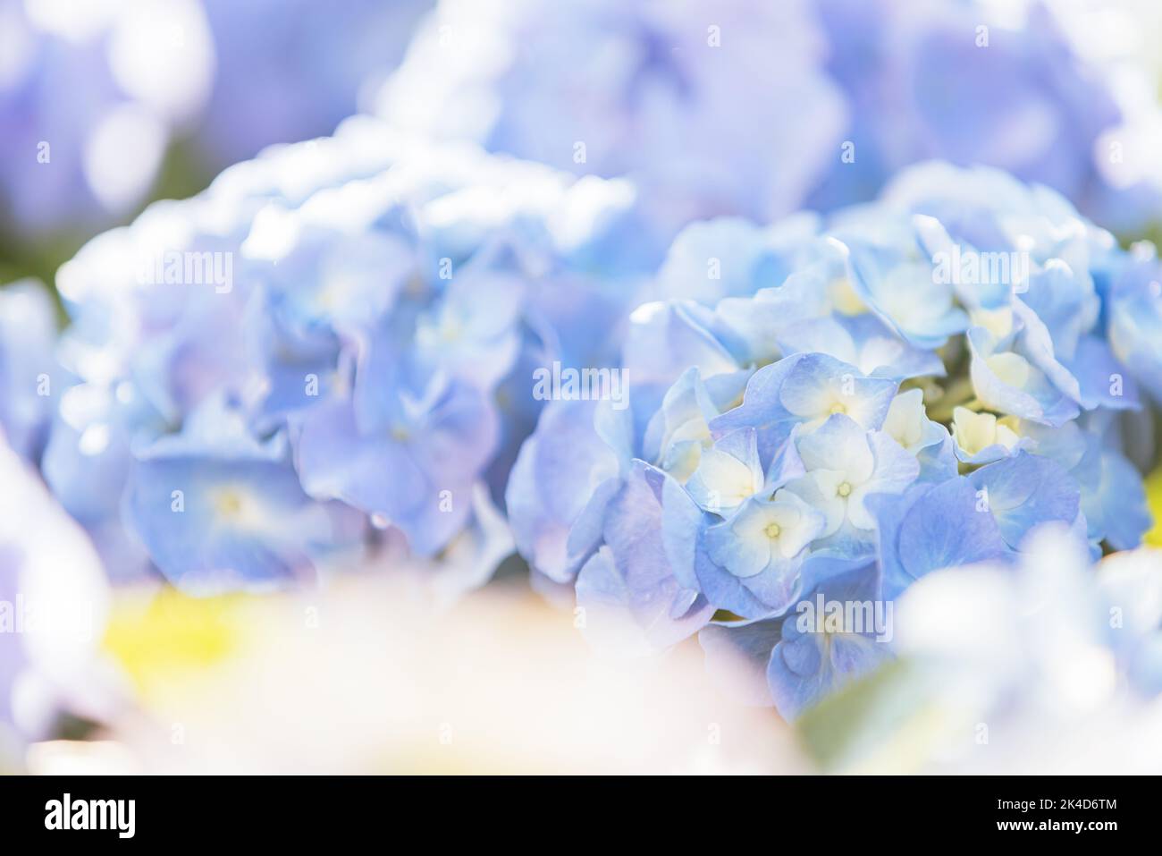 Hydrangea flower in close up with sunlight Stock Photo - Alamy
