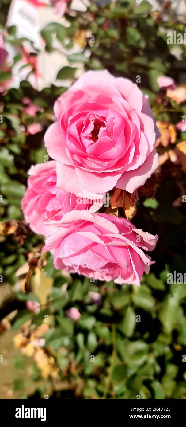 A vertical close-up shot of pink roses growing in a garden Stock Photo ...