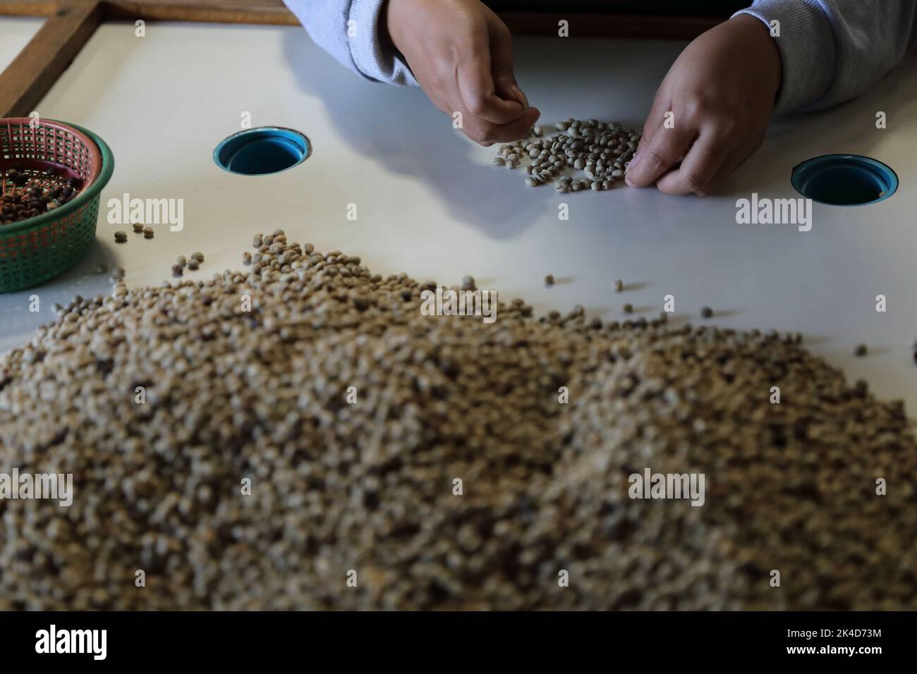 Workers Hands choosing coffee beans at coffee factory Stock Photo - Alamy