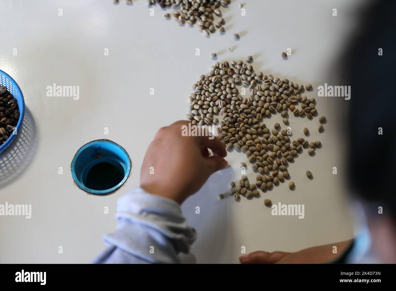 Hands sorting coffee beans hi-res stock photography and images - Alamy