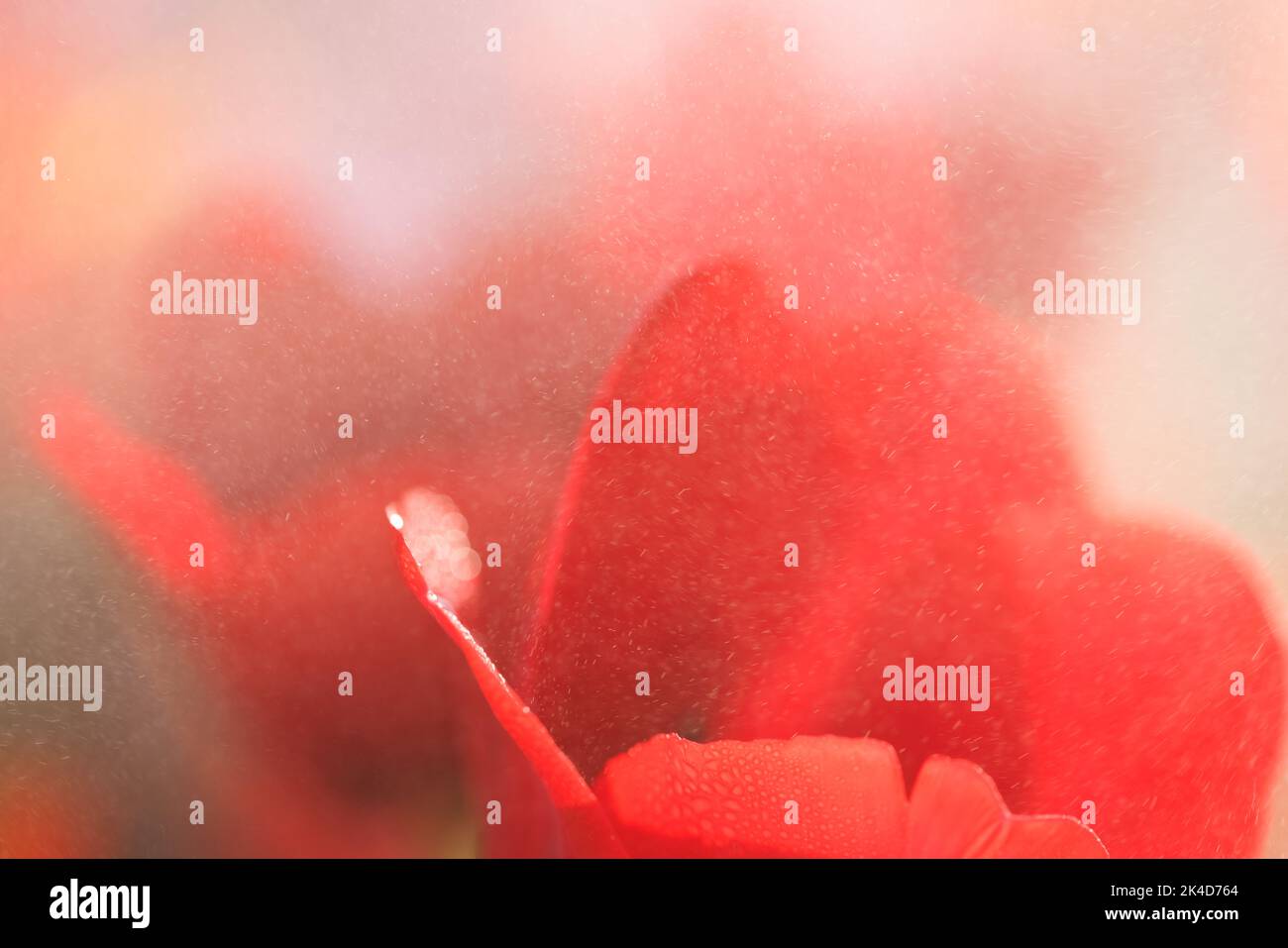 Red Tulip flower in close up with raindrop Stock Photo - Alamy