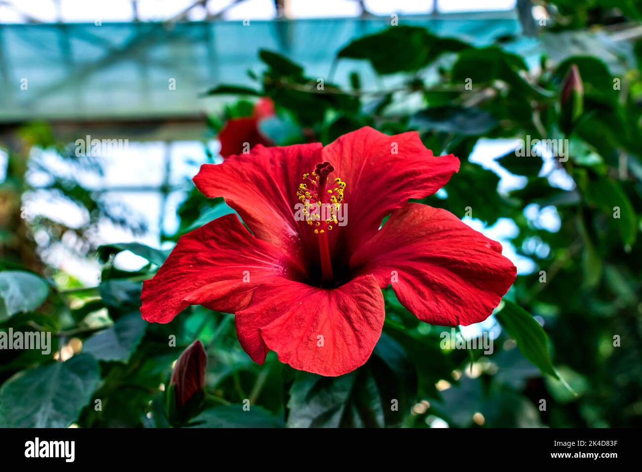 The red flowers of Chinese hibiscus in bloom Stock Photo - Alamy