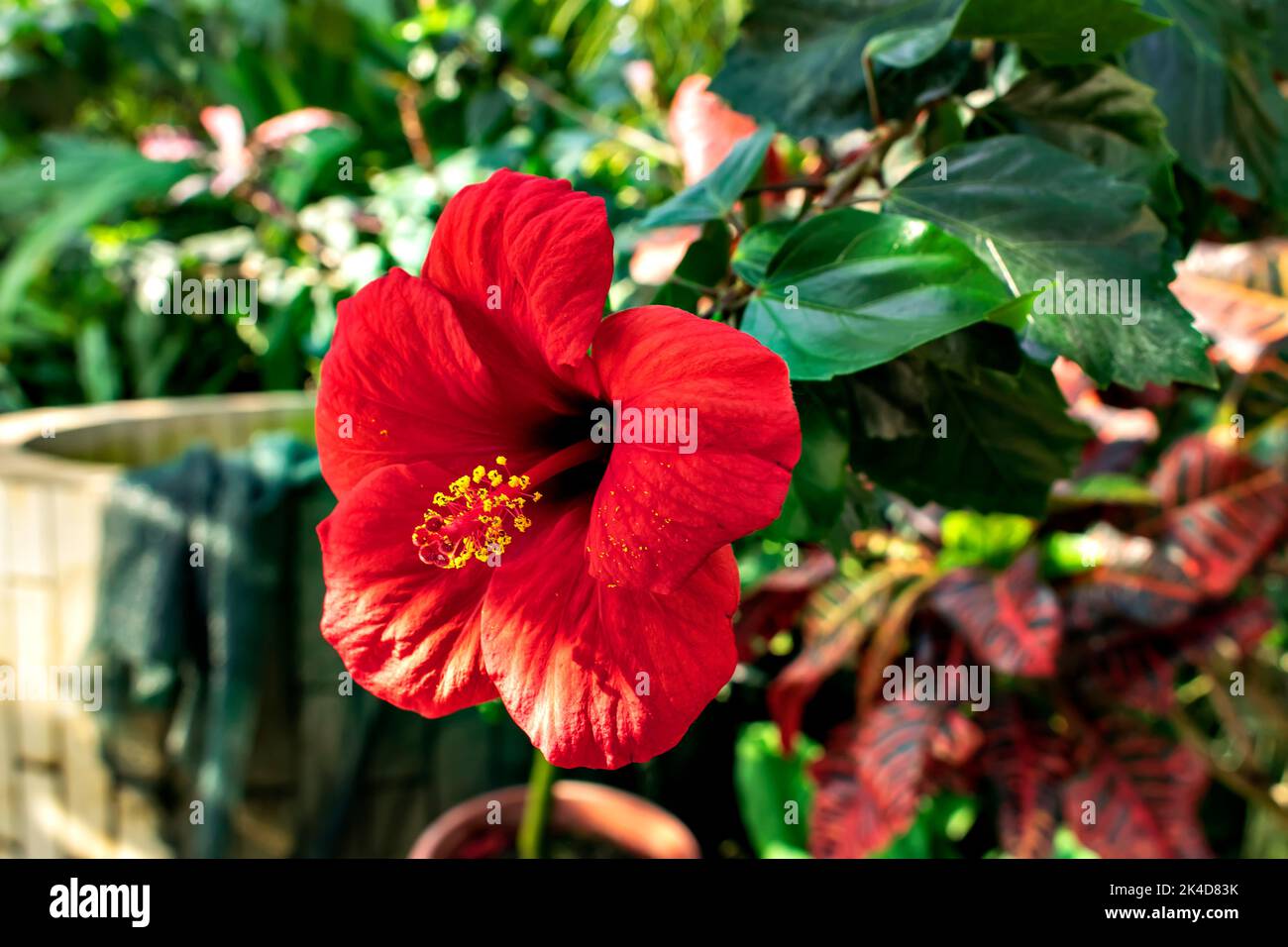 The red flowers of Chinese hibiscus in bloom Stock Photo - Alamy