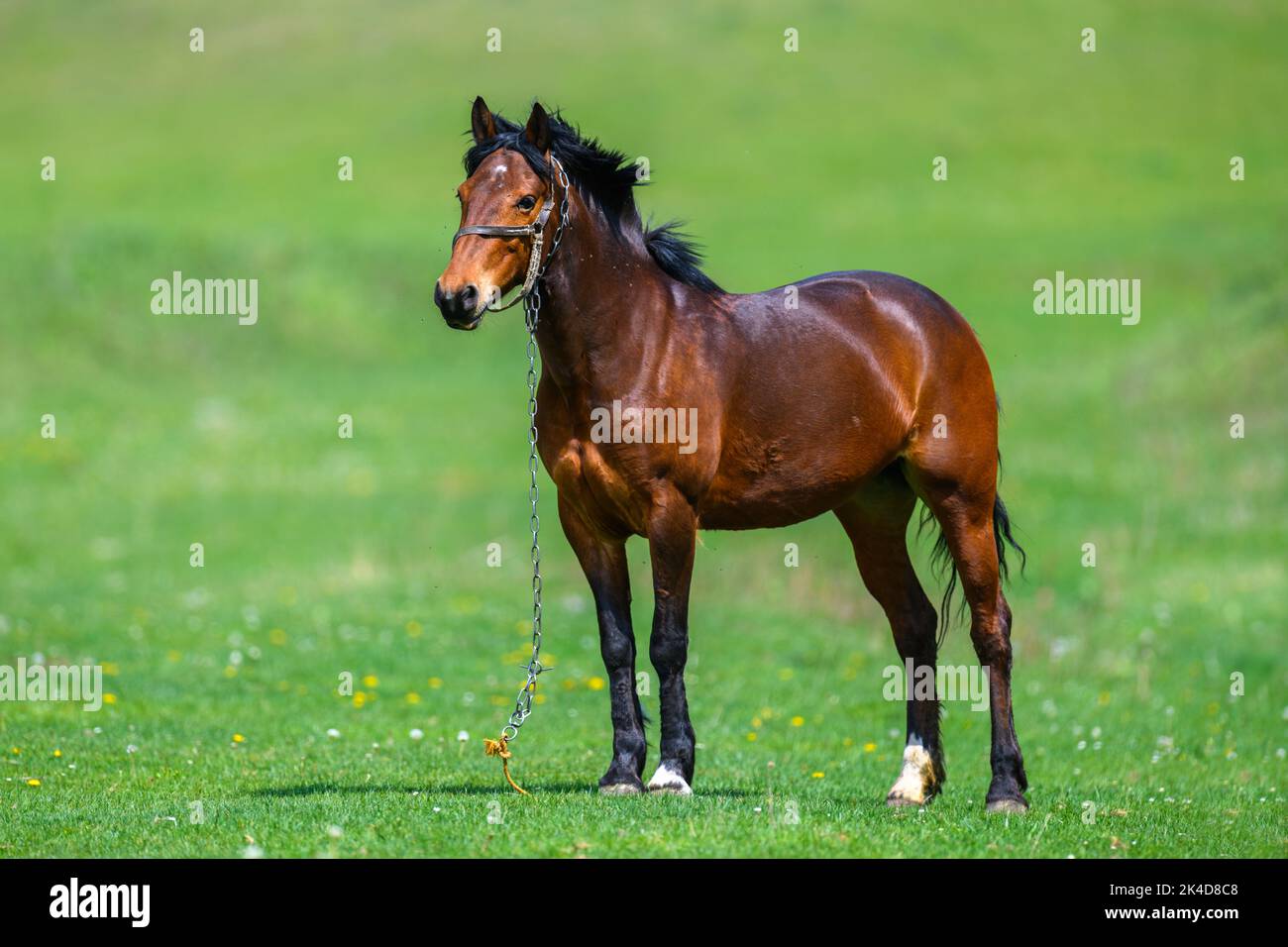 Brown horse on the pasture in spring time Stock Photo - Alamy